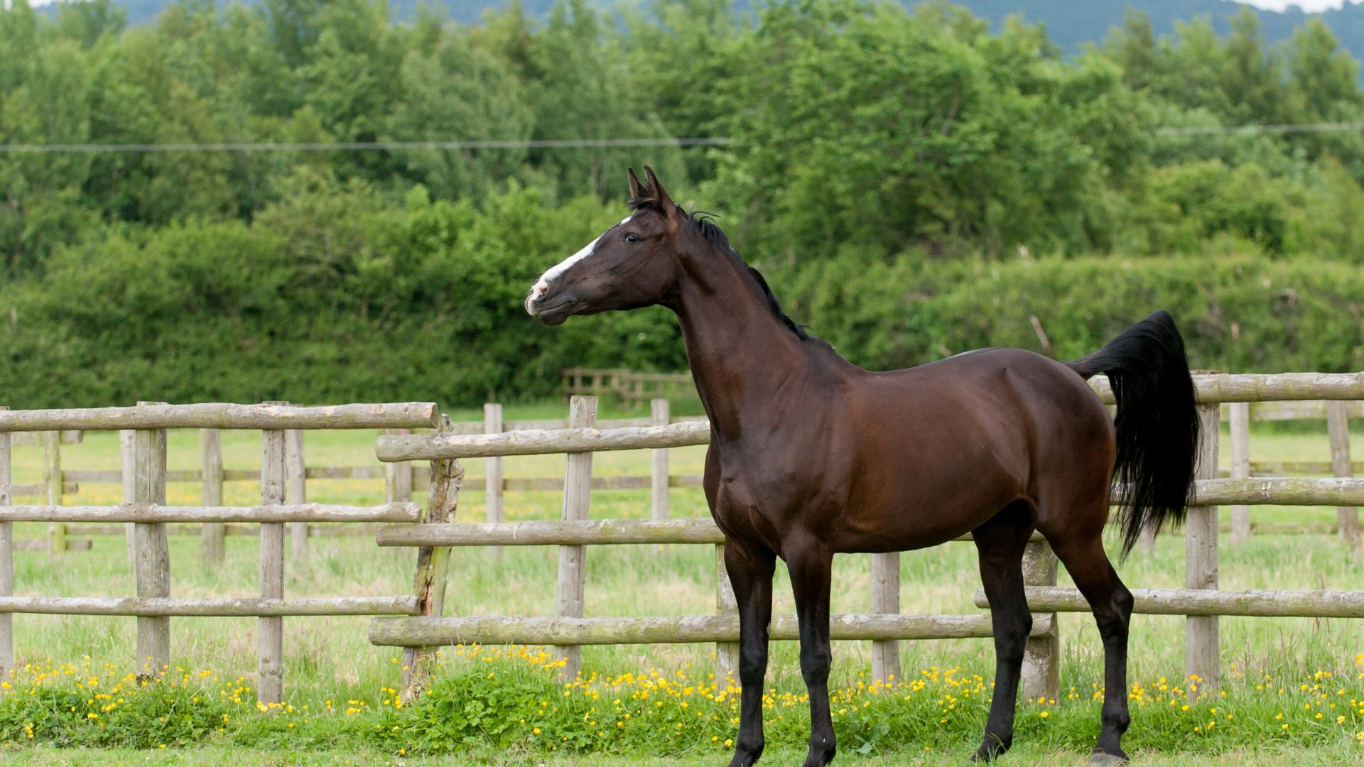 Equine Cold Laser Therapy In Albany, OR | River's Edge Pet Medical Center